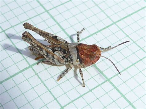 Grasshopper 3 Friends Of Queens Park Bushland