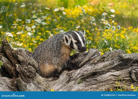 North American Badger Taxidea Taxus Cub Turns While Sitting On Log