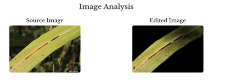 Github Janshermughalsugarcane Disease Detector Automated Sugarcane Disease Detection Using