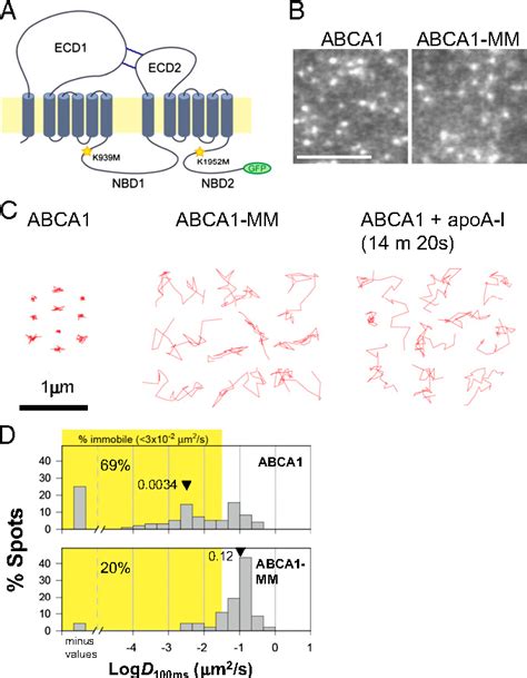 Figure 1 From Abca1 Dimer Monomer Interconversion During Hdl Generation Revealed By Single