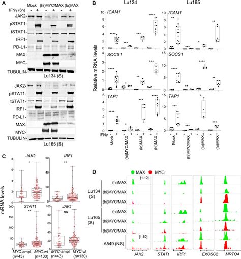 Oncogenic MYC Impairs The Response To IFNg A Western Blot Of The