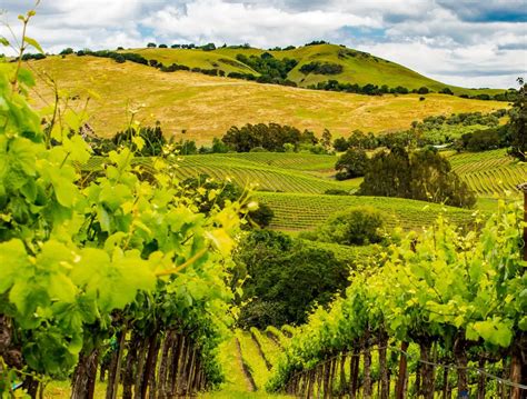 Sparkling Wines Mumm Sparkling