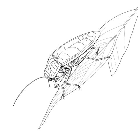 Best Cockroach Coloring Pages Free Printable Pdf