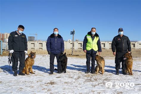 Ноход алба хааж цалин авч тэтгэвэрт гардаг