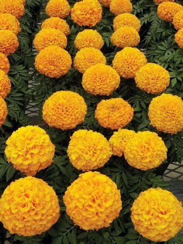 Marigold Dragon African Big Size Flower Aga Agro Flower Thailand At