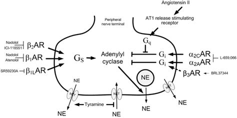 Control Of Norepinephrine Release From Peripheral Sympathetic Nerve Download Scientific Diagram