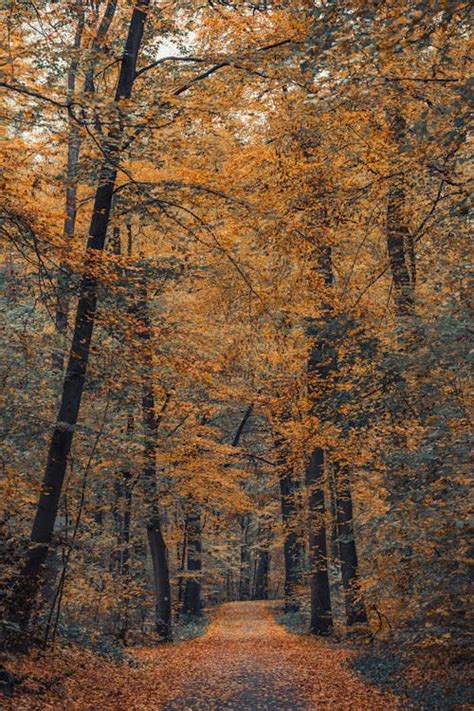 집 밖의 가을 가을 색 가을 시즌 갈색 잎 경치 경치가 좋은 계절 계절의 변화 고요한 광야 그림 같은