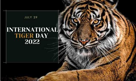 International Tiger Day 2022 History Significance And Celebration