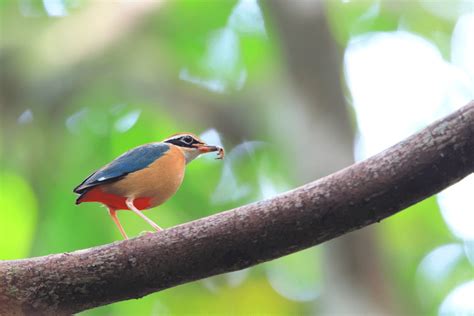 Indias 10 Most Colorful Birds Nature Explorers India