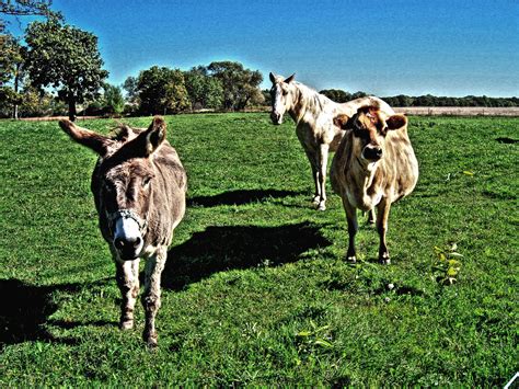Banco De Imagens Panorama Grama Fazenda Prado Pradaria Animais