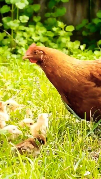 দেশি মুরগি পালন পদ্ধতি দেশি মুরগির বাচ্চা দ্রুত বড় করার উপায় Hen Farming Shortvideo