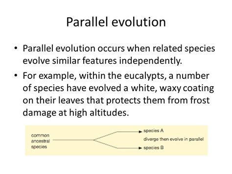 parallel evolution examples