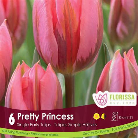 Tulip Single Early Tulip Pretty Princess Fall Planting Bulb