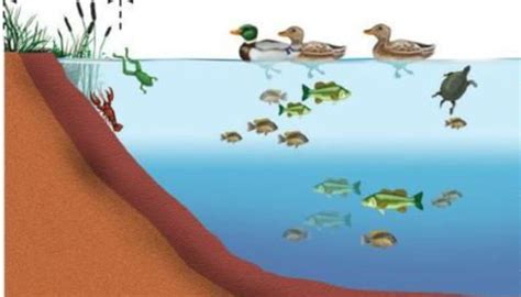 Freshwater Ecosystem Diagram