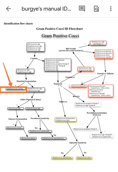 [solved] Identification Of Bacterial Organism Name Of Bacterial Organism Course Hero