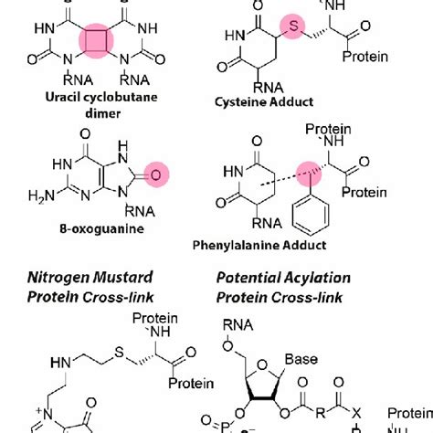 Molecular Structure And Corresponding RNA Adducts Of The Most Commonly Download Scientific