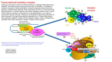 Transcriptional Mediator Complex