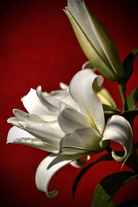 백합 하얀색 꽃 Pixabay의 무료 사진 Pixabay