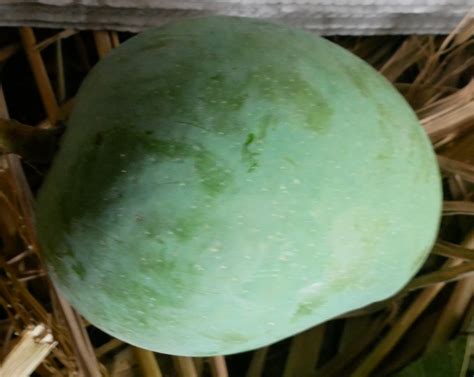 Allmangodataset Object Detection Dataset And Pre Trained Model By Student