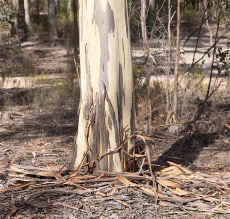 Decortication Geoff Park