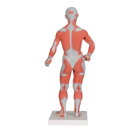 Human Muscular Figure Model Life Size Muscular Figure Anatomical Teaching Muscled Figure 39 Part