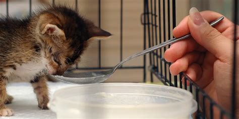 When To Start Feeding Kittens
