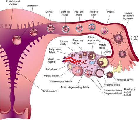 Fertilization And Embryogenesis Obgyn Key