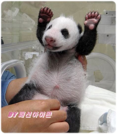귀여운 팬더 판다 사진 및 동영상 모음 네이버 블로그