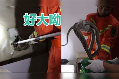 惊悚！居民半夜发现床头异响 竟从靠背内拽出两米大蛇异响床头靠背