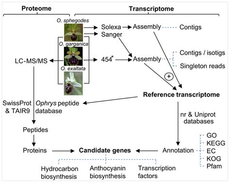 Flow Chart Of Transcriptome And Proteome Analysis Labellum Tissue From Download Scientific