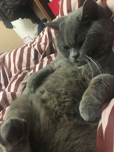 Randy Cat Needs To Be Put On A Drip For Exhaustion After Mating With At Least FIVE Females In