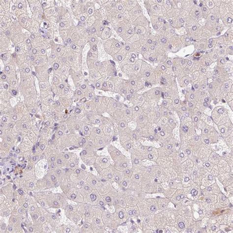 Rabbit Polyclonal Anti Slc1a4 Antibody Buy For Research Highly