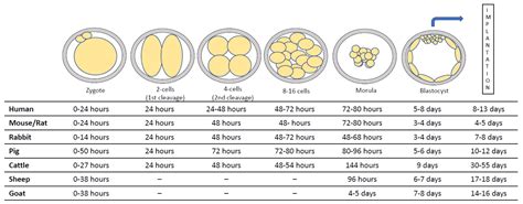 Fertilization And Early Embryonic Development The Diagram Illustrates
