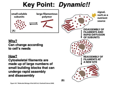 MCDB Cell Bio Exam Flashcards Quizlet