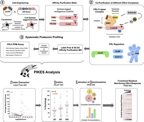 Pikes Analysis Reveals Response To Degraders And Key Regulatory
