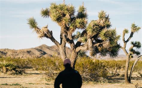 Drought Tolerant Plants For California Best Picks