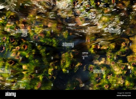 Tidal Surges Over Rocks And Green Algae Making A Blurry Abstraction Of