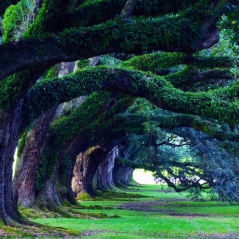 Most Beautiful Old Trees Beautiful Tree Unique Trees Tree Forest
