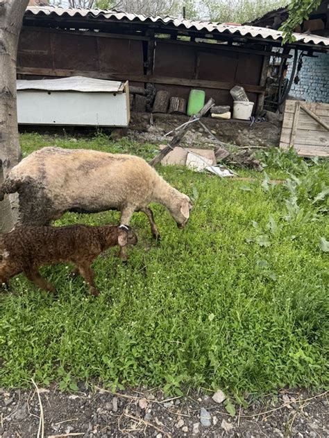 Продам баранов 350 000 тг Бараны и овцы Азат на Olx
