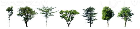 Big Bundle Of Tree Isolated Element 22794312 Png