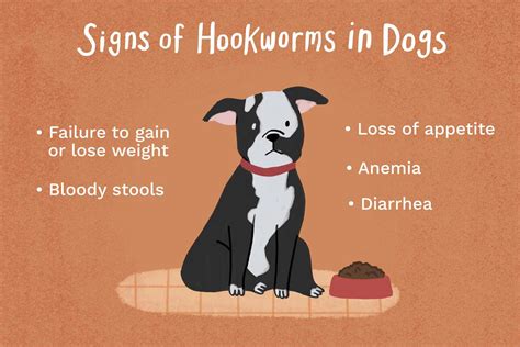 How To Treat Hookworms In Dogs