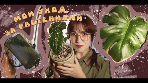 Мой уход за растениями🌿 Youtube