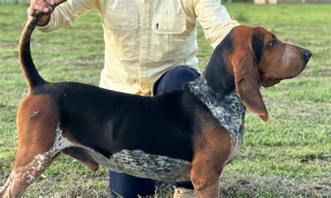 Sabueso Fino Colombiano La Raza De Perro Originaria En El País Esta
