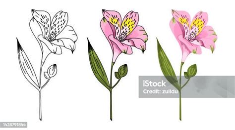 알스트로 에메리아 꽃 세트 카드 초대장 스티커 디자인을위한 벡터 일러스트 레이 션 윤곽선과 색상 0명에 대한 스톡 벡터 아트 및