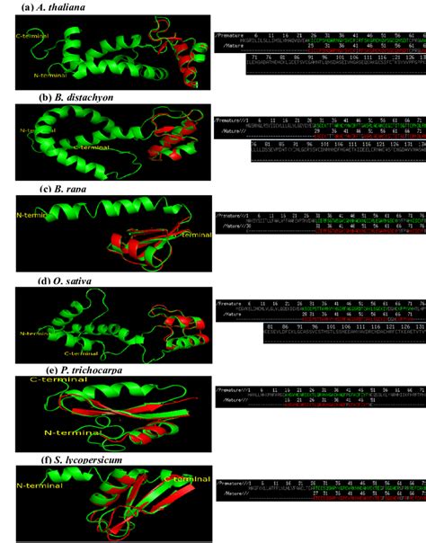 Superposition Of Predicted 3d Thionin Preproproteins With Their Mature