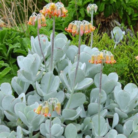 Cotyledon Orbiculata Flat Leaf Lifestyle Seeds