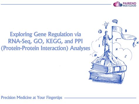 Exploring Gene Regulation Via Rna Seq Go And Kegg Analyses