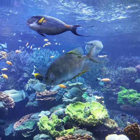 Long Island Aquarium Riverhead Ny Information Tickets And Reviews