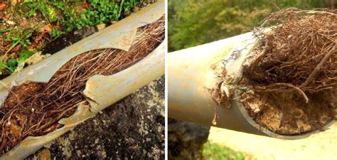 How To Know If Tree Roots In Sewer Lines 9 Easy Steps 2025