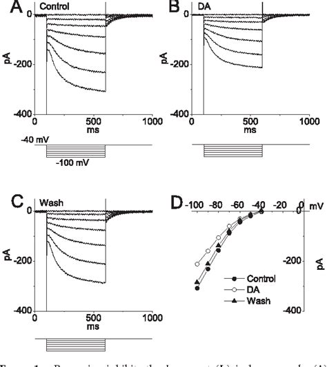 Figure 1 From Dopamine Modulates The Voltage Response Of Human Rod Photoreceptors By Inhibiting